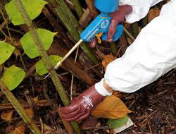 Japanese Knotweed Solutions – The Japanese Knotweed Company